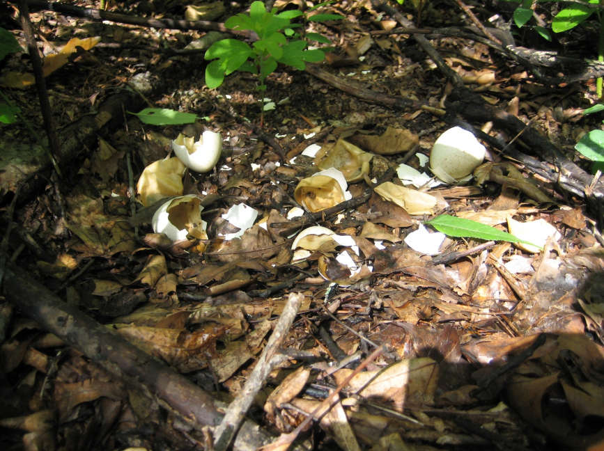 Trapping Predators Boosts Nest Success • Hunting Advice and Tips For ...