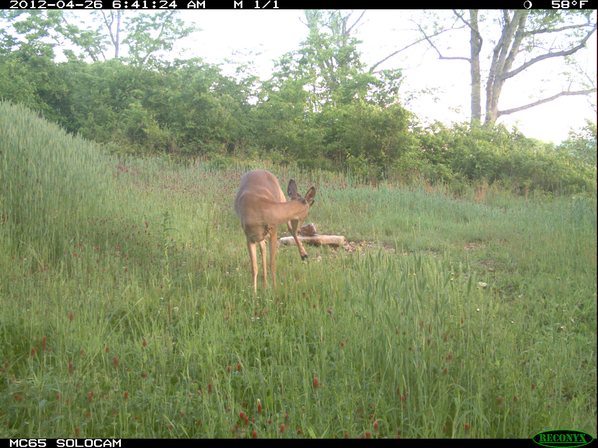 Ticks: On You and Your Deer • Hunting Advice and Tips For Serious Deer ...