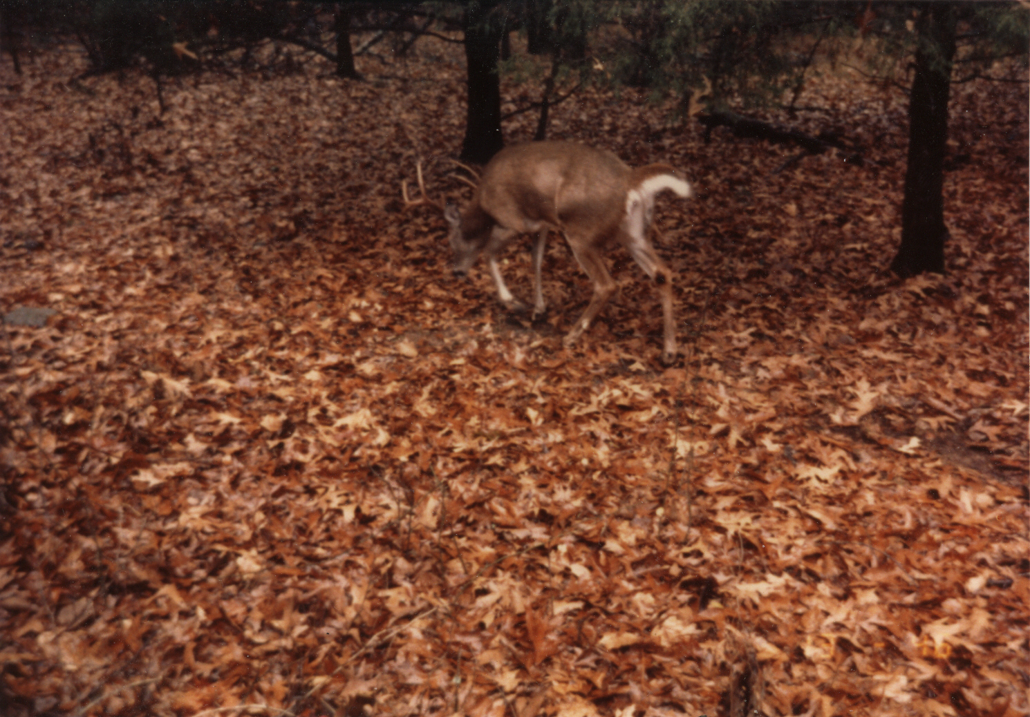 What Stage of the Rut is Occurring Where You Hunt? • Hunting Advice and ...