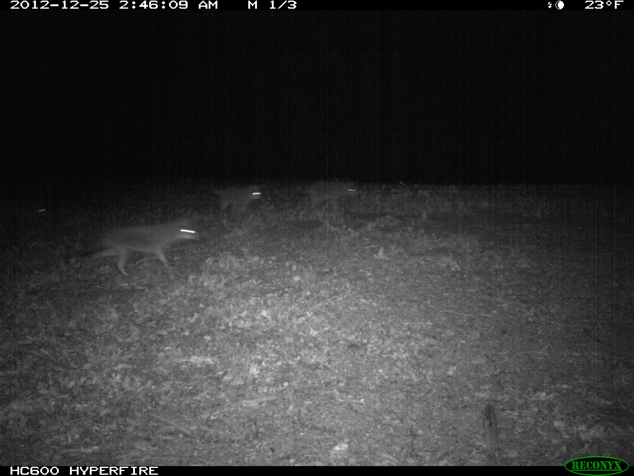 Coyotes and Whitetails • Hunting Advice and Tips For Serious Deer And ...