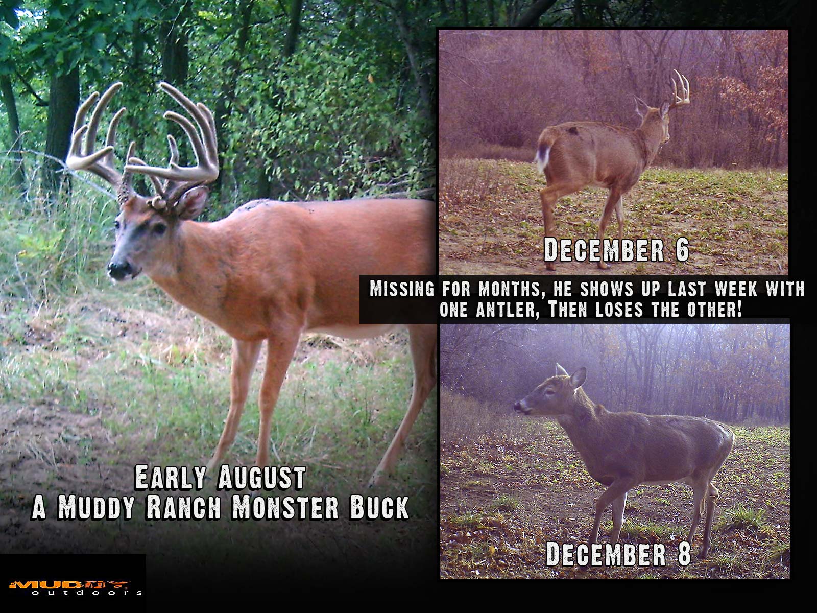 Why Bucks Shed Antlers Early • Hunting Advice and Tips For Serious Deer ...