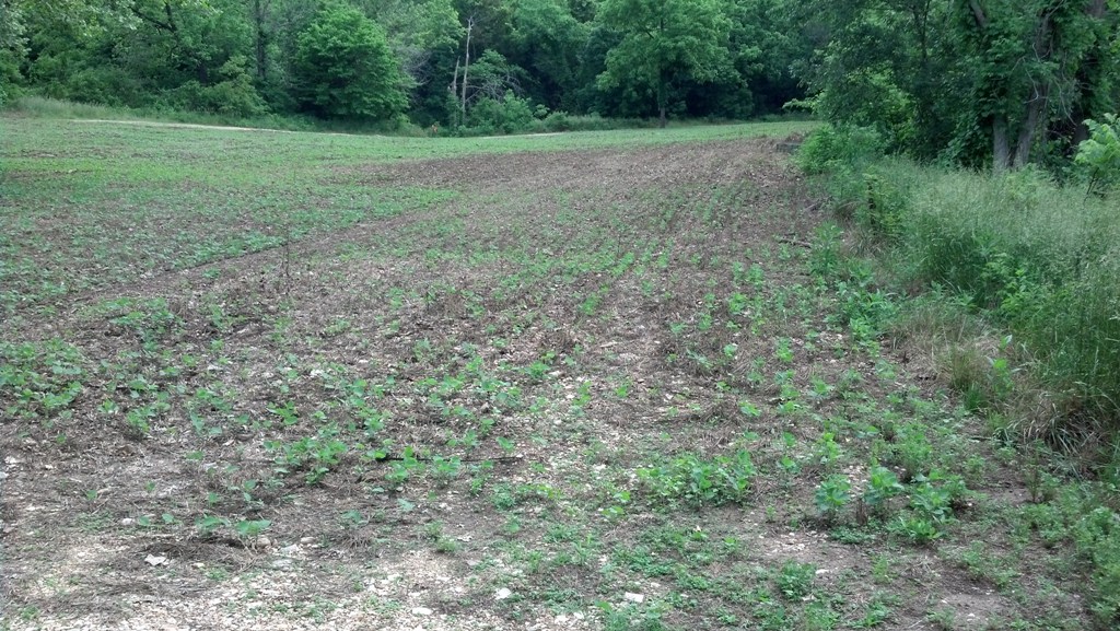 Food Plot Damage By Groundhogs • Hunting Advice and Tips For Serious ...