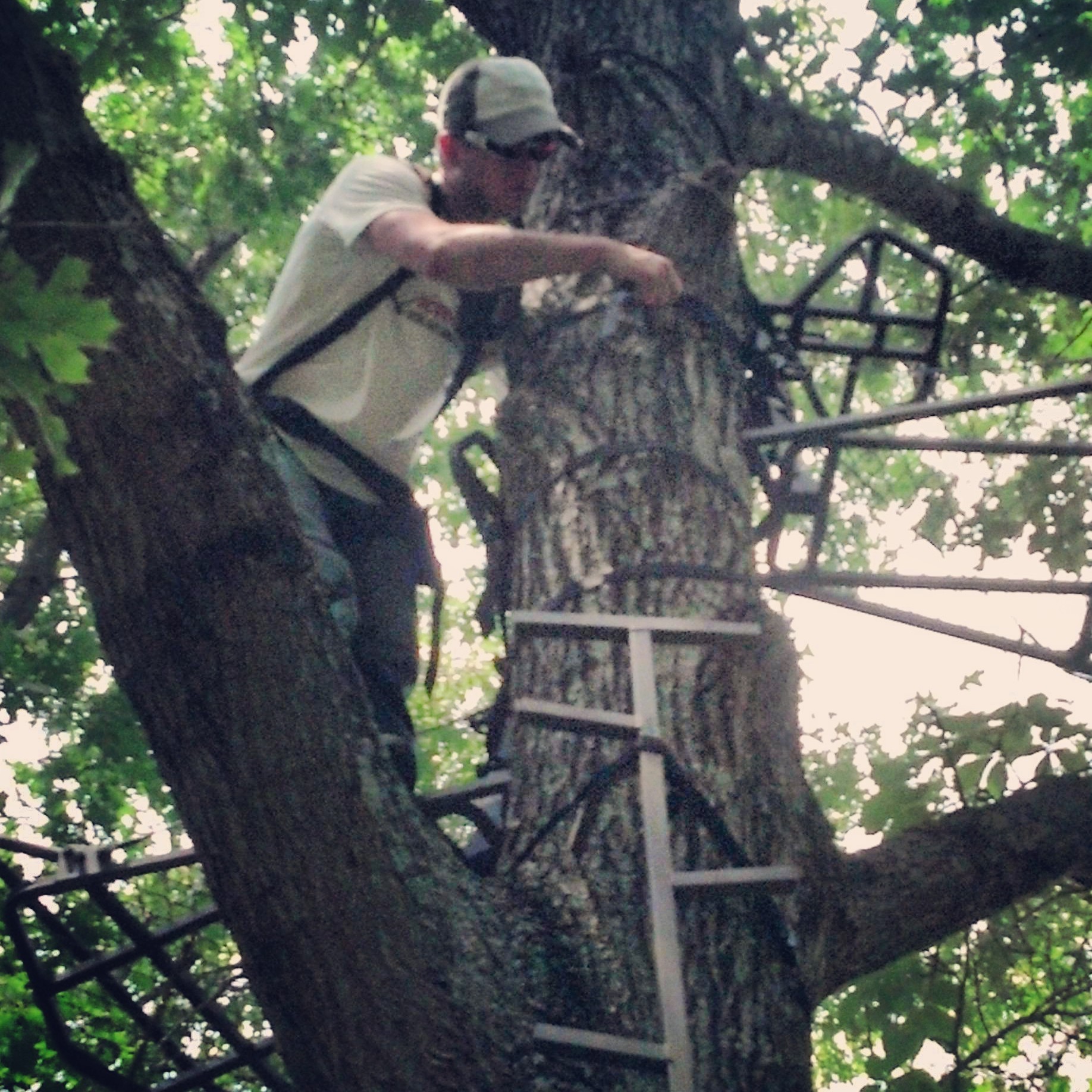 Deer Hunting Tasks: Why Trim Shooting Lanes During June? • Hunting ...