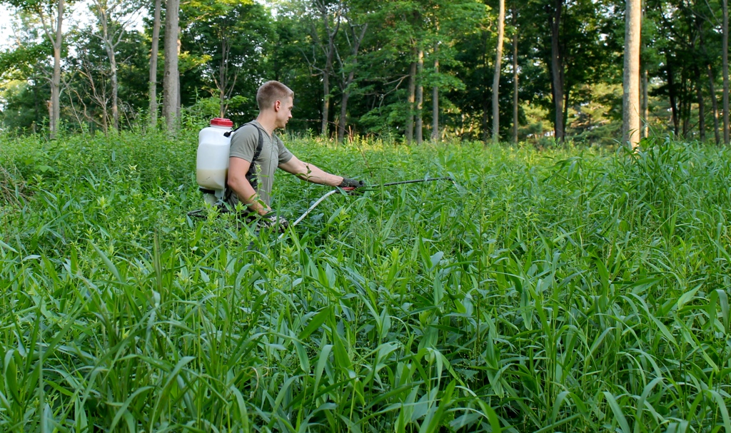 Controlling Invasive Plants to Improve Deer Habitat • Hunting Advice ...
