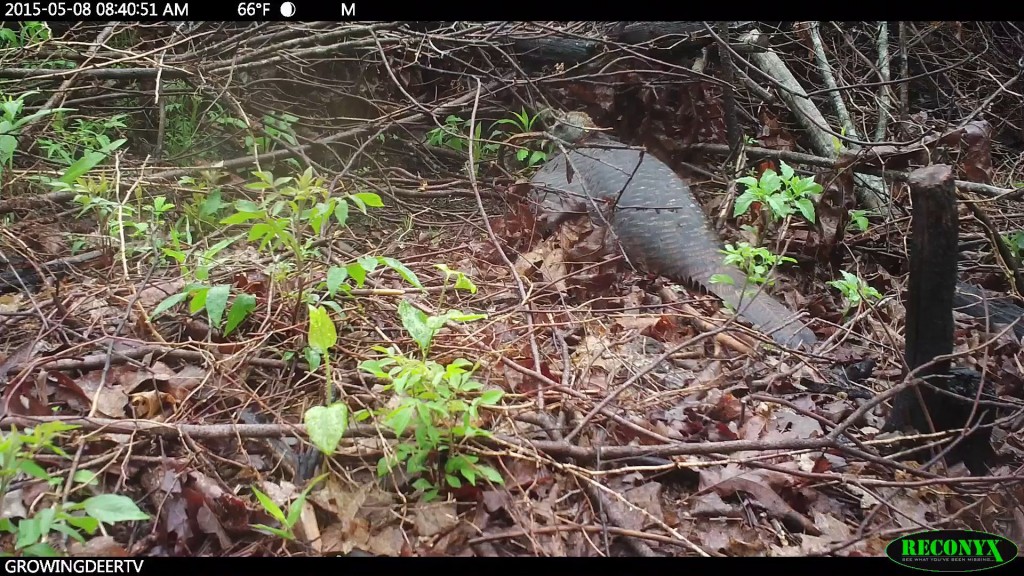 Spring Nesting And Wet Weather • Hunting Advice and Tips For Serious ...