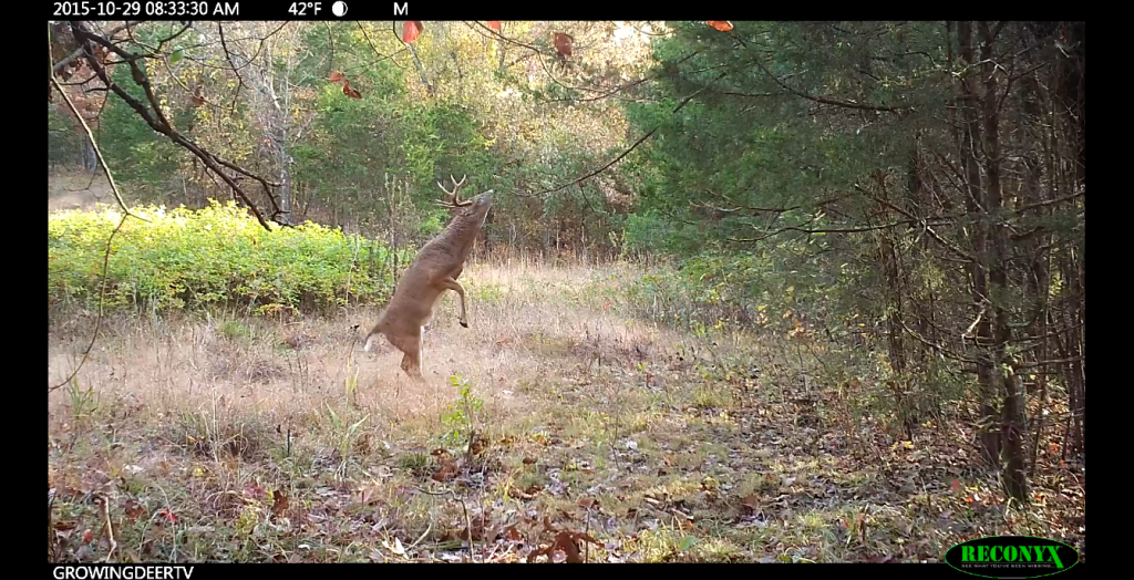 How Photoperiod Affects The Rut • Hunting Advice and Tips For Serious ...