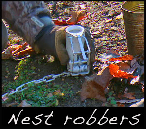 Trapping Now, Turkeys Later • Hunting Advice and Tips For Serious Deer ...