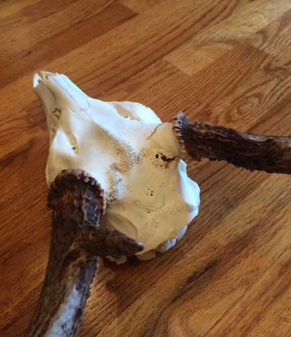 Understanding Brain Abscesses • Hunting Advice and Tips For Serious ...