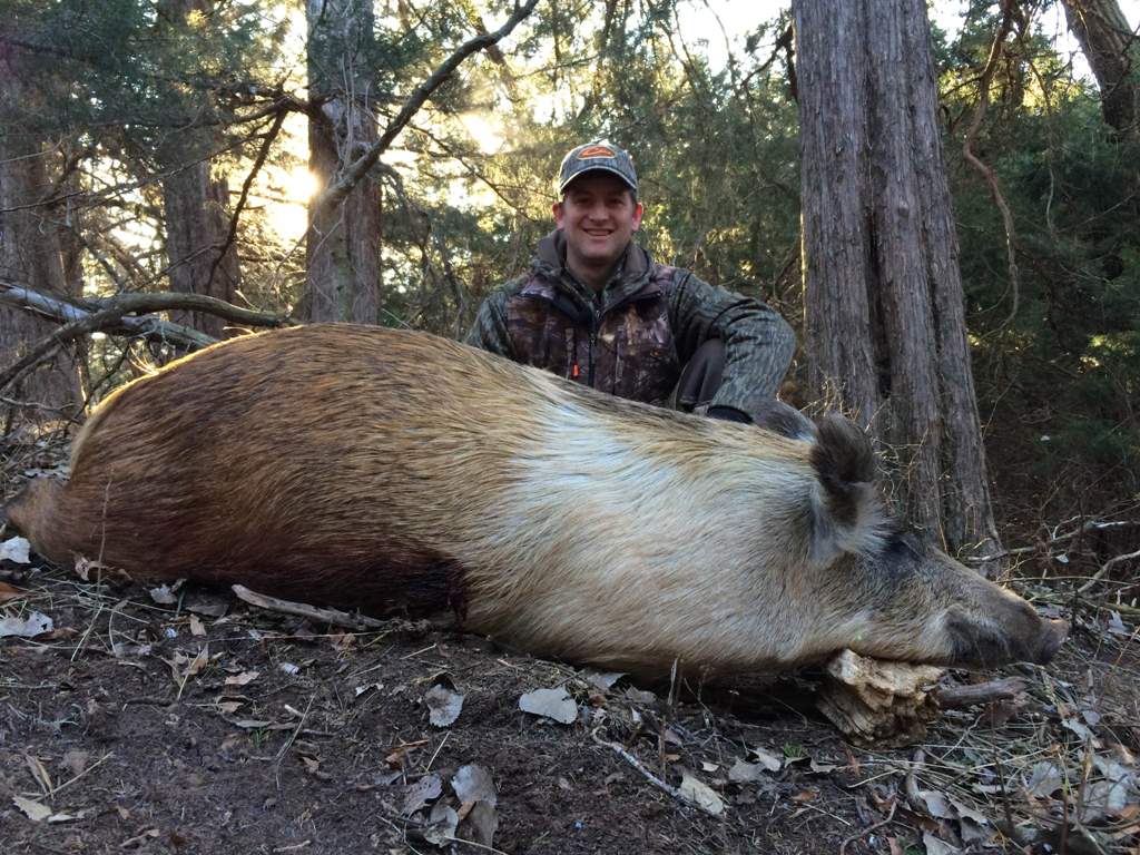 Managing Feral Hog Populations • Hunting Advice and Tips For Serious ...