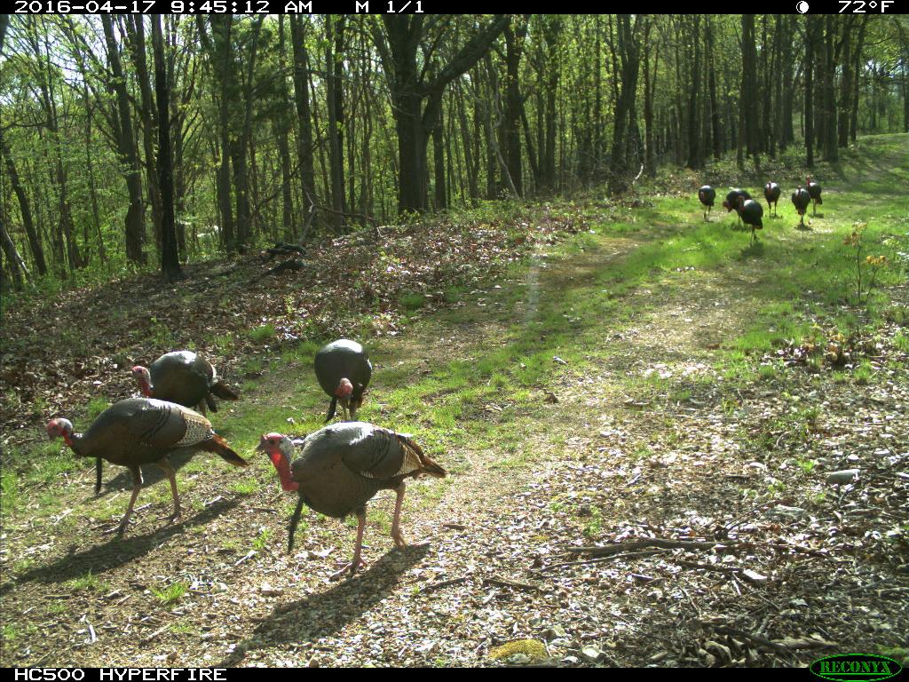 Full Foliage Turkey Tactics • Hunting Advice and Tips For Serious Deer ...