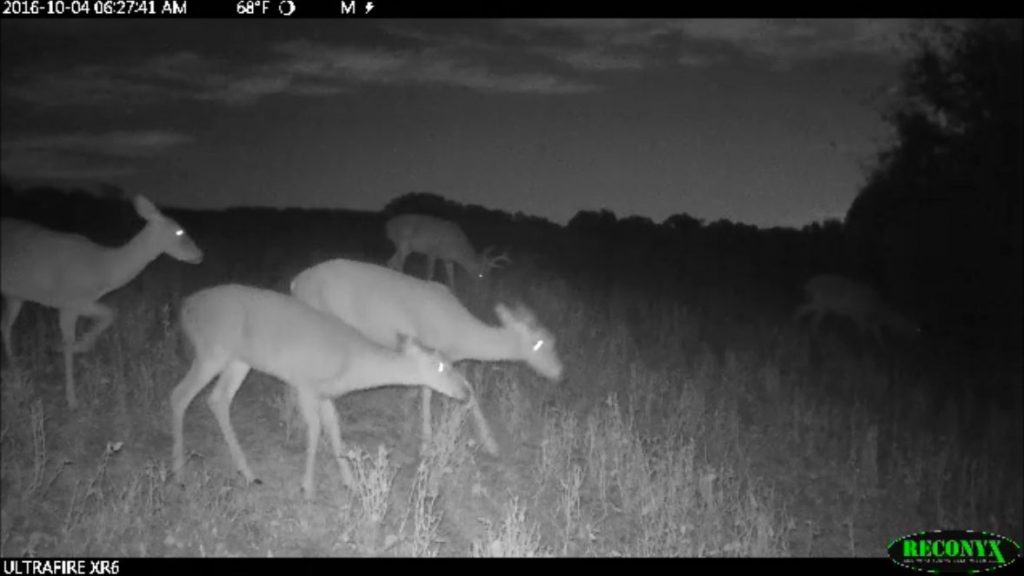 The Power Of Doe Patterns • Hunting Advice and Tips For Serious Deer ...