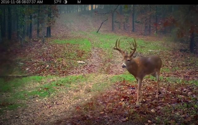 Predator Trapping • Hunting Advice and Tips For Serious Deer And Turkey ...