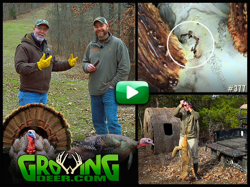 Predator Trapping • Hunting Advice and Tips For Serious Deer And Turkey ...