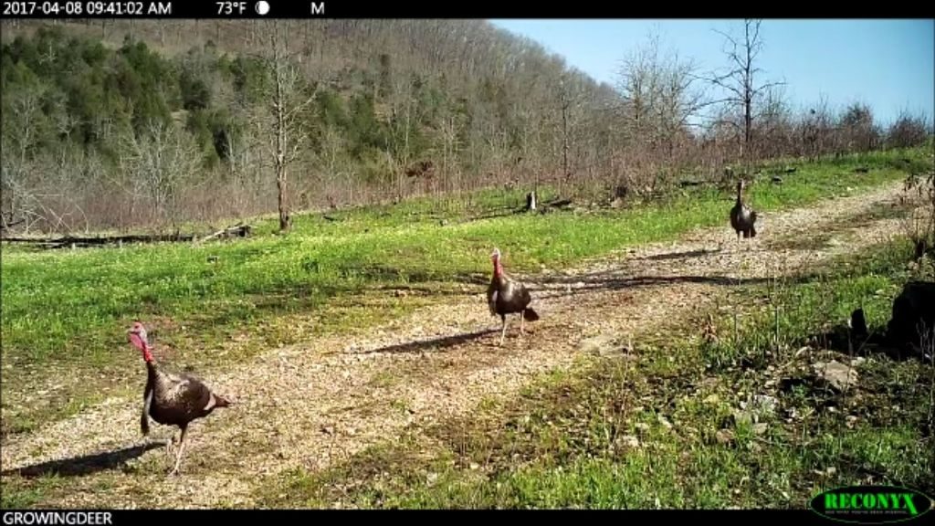 Burning Is For The Birds! • Hunting Advice and Tips For Serious Deer ...