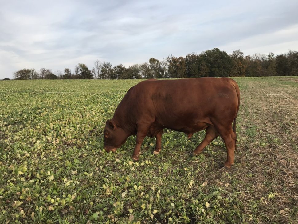 Why the Buffalo Food Plot System? • Hunting Advice and Tips For Serious ...