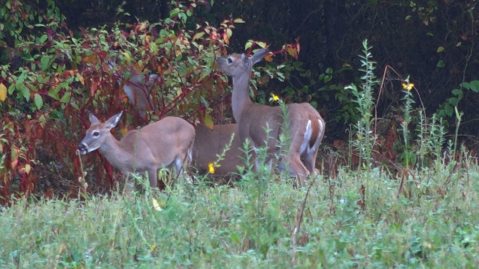 When Deer Hunting Should You Harvest Does? Here’s How To Know • Hunting ...