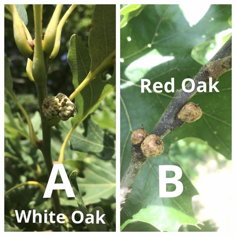 How to Identify Red Oaks Vs. White Oaks by Their Leaves • Hunting ...