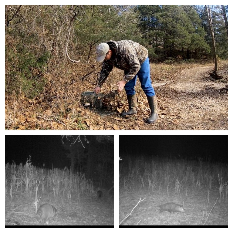 Predator Trapping • Hunting Advice and Tips For Serious Deer And Turkey ...